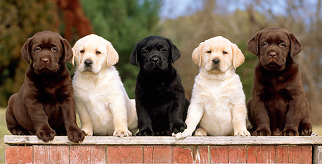 About – Westmeadow Labradors