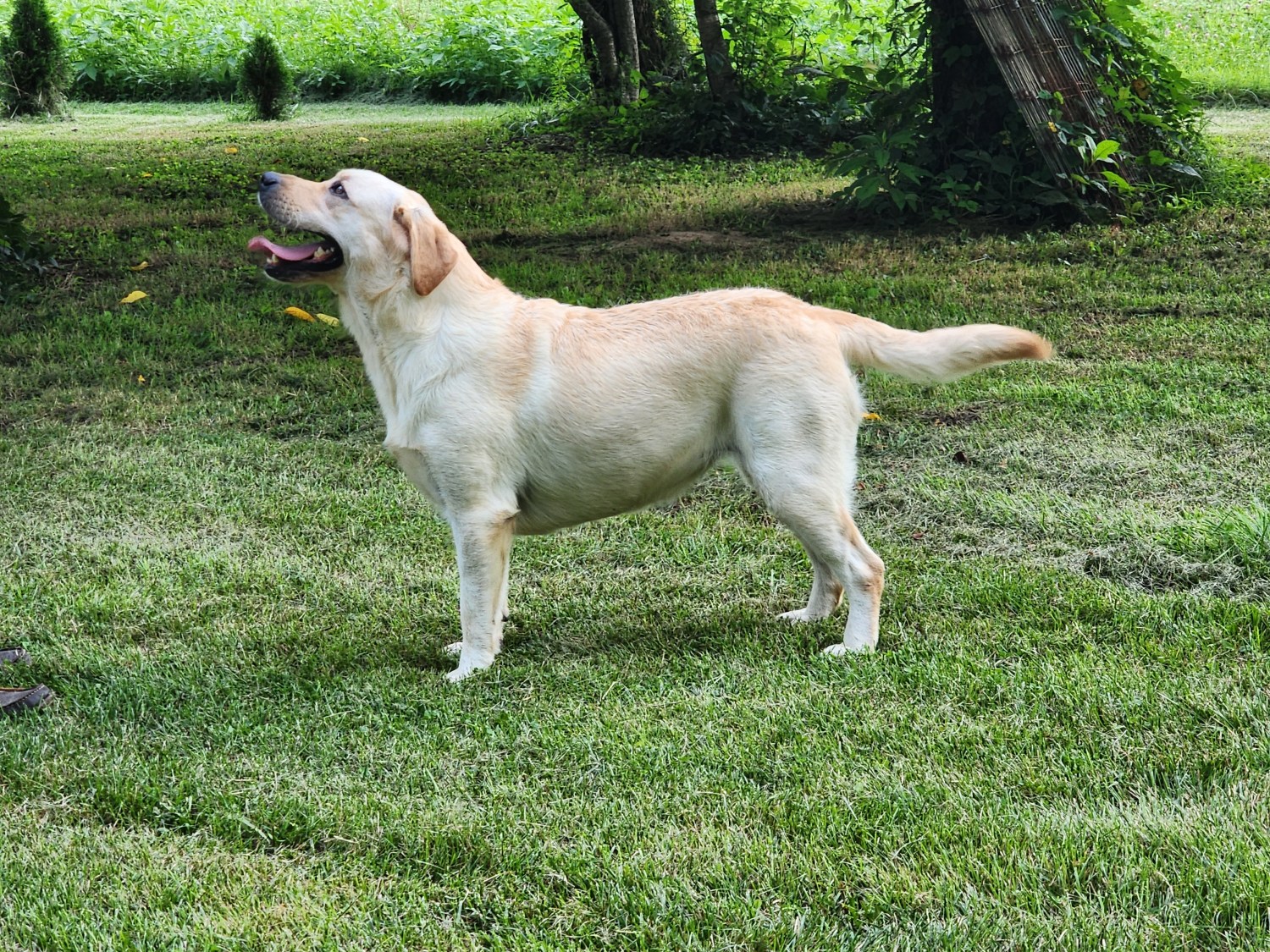 BonaVenture’s Mystic at Westmeadow – Westmeadow Labradors