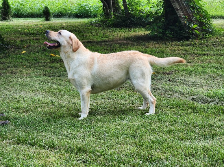 BonaVenture’s Mystic at Westmeadow – Westmeadow Labradors
