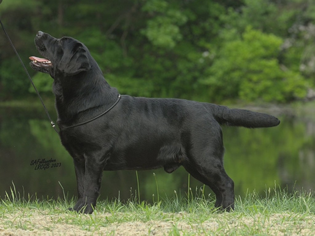 Litters – Westmeadow Labradors